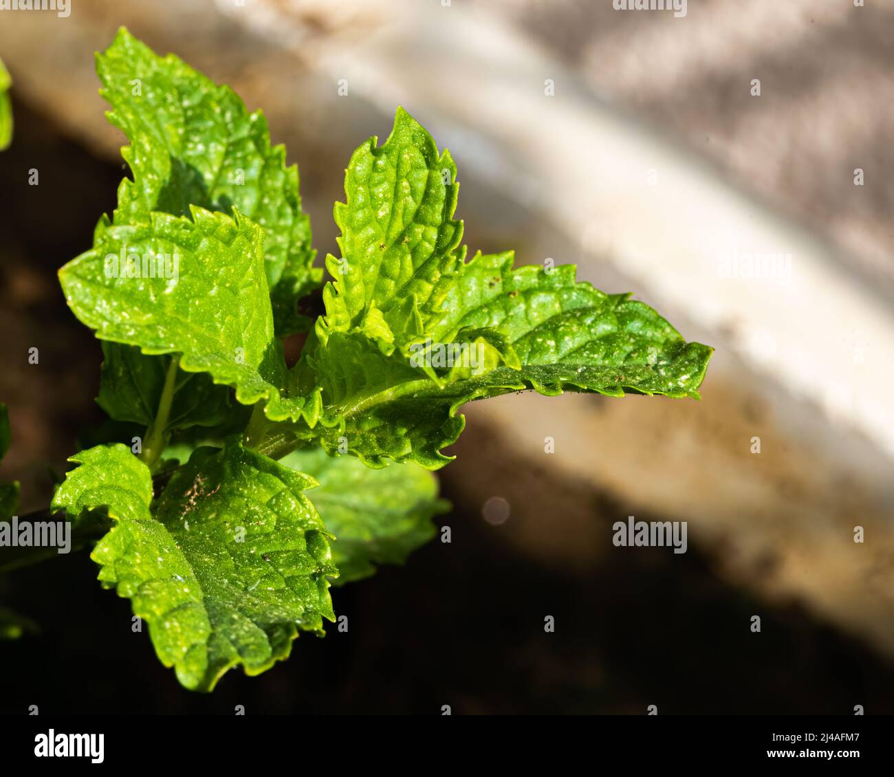 A green mint plant in garden Stock Photo - Alamy