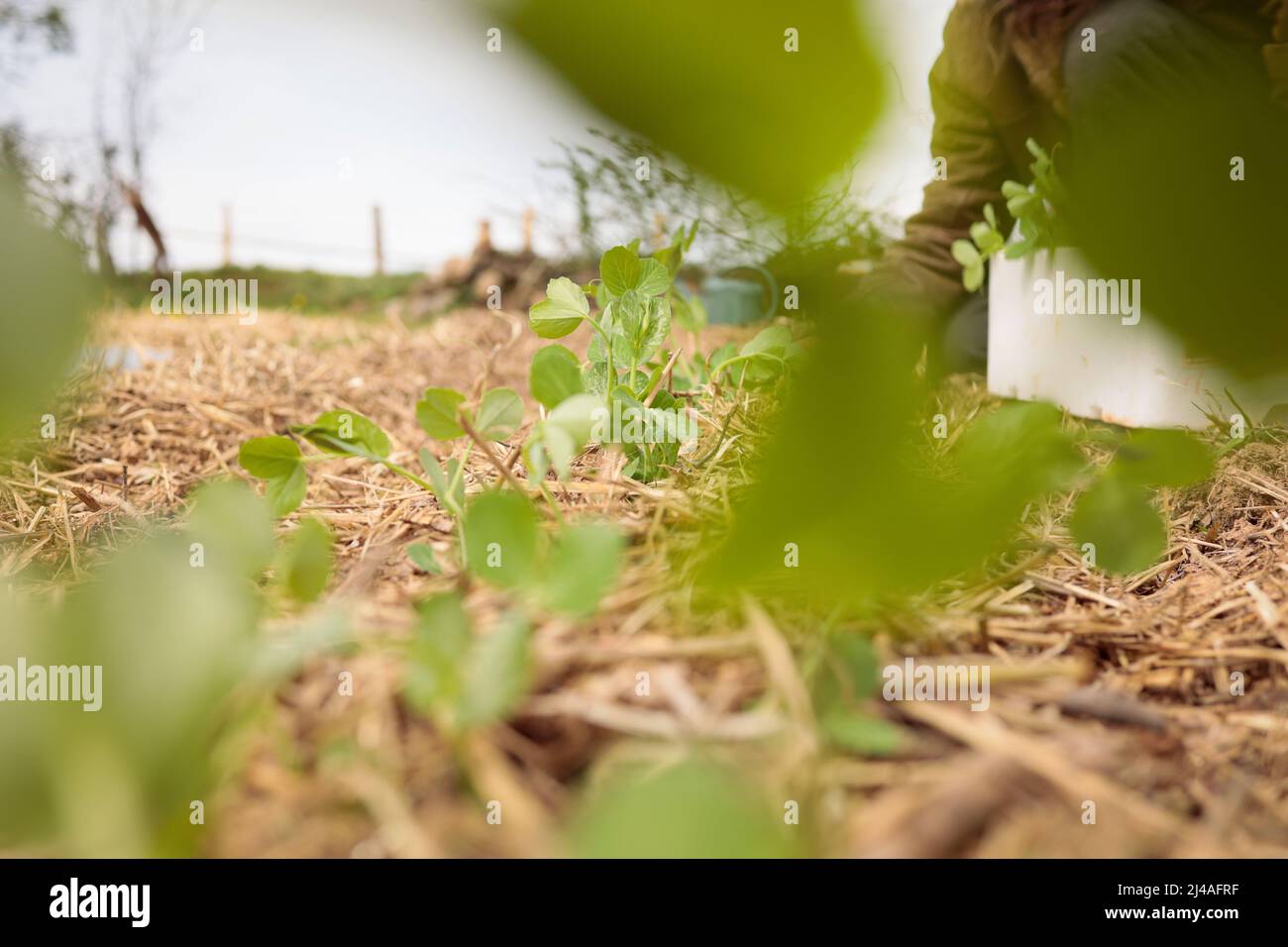 Organic garden. Planting fresh plants in permaculture agriculture Stock ...