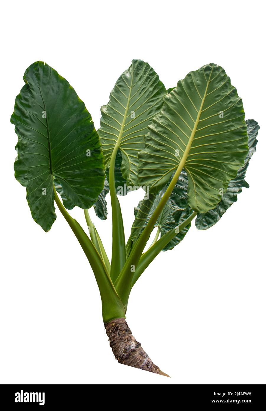 Clipping elephant ear leaf Cut Out Stock Images & Pictures - Alamy