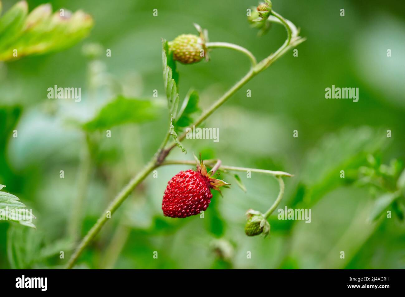 Wild Strawberry Field