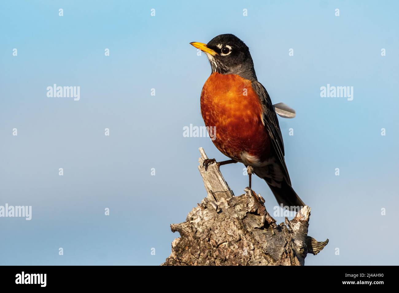 American robin portrait hi-res stock photography and images - Alamy