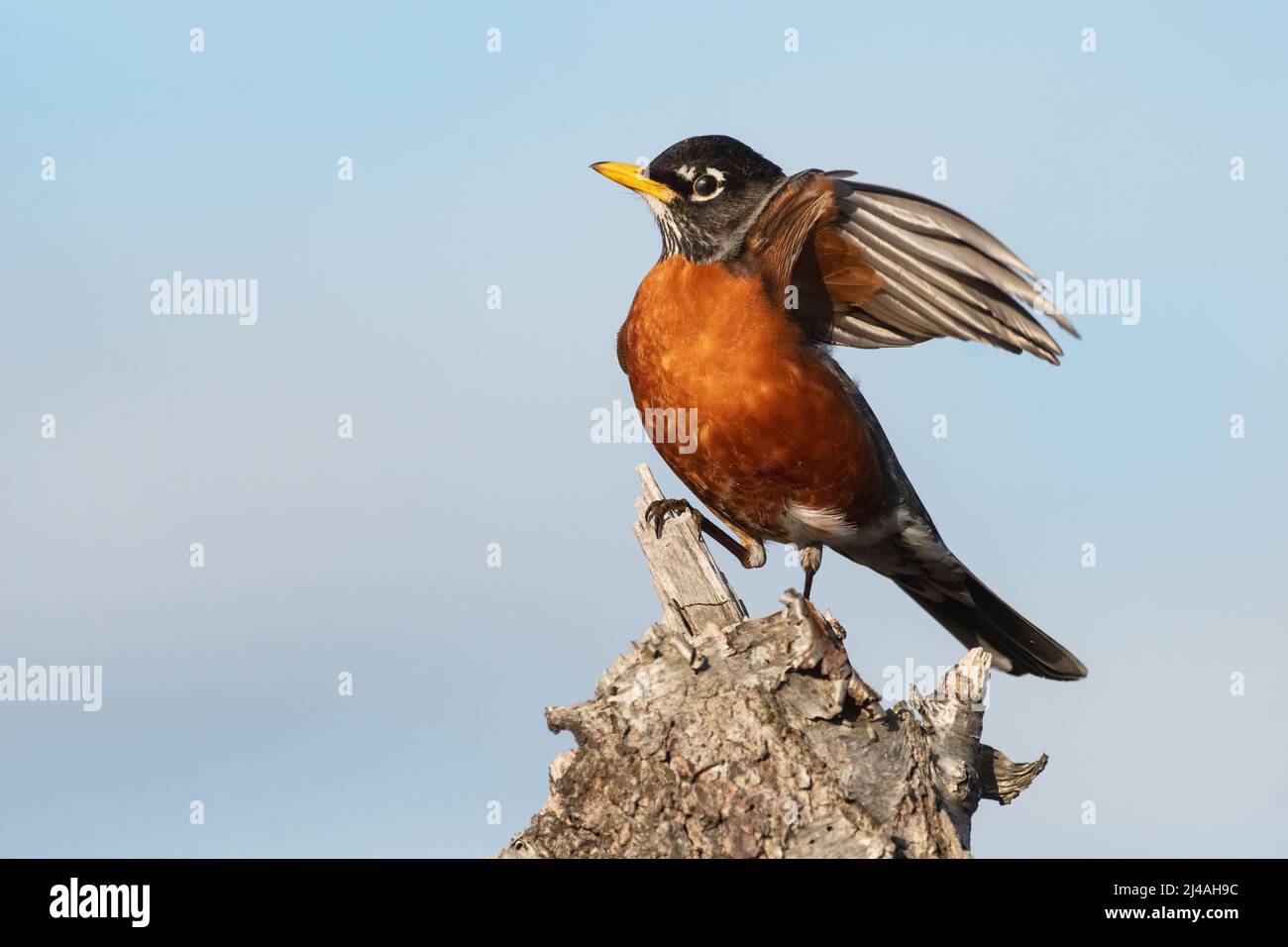American robin about to take flight in mid-April Stock Photo - Alamy