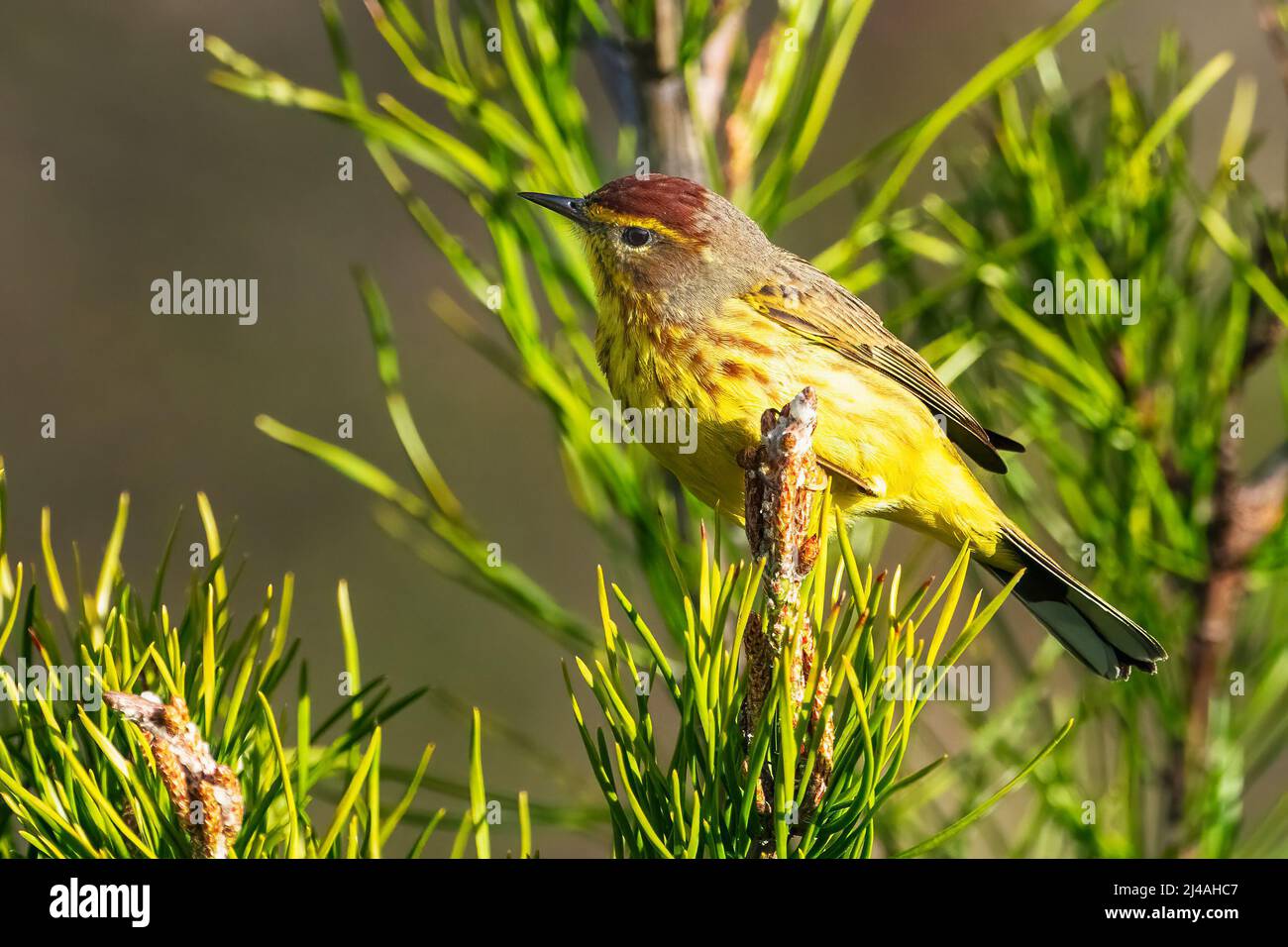 Palm warbler during spring migration Stock Photo - Alamy
