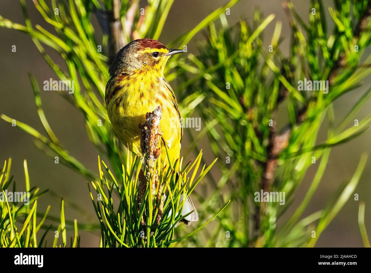 Spring migration birds hi-res stock photography and images - Alamy