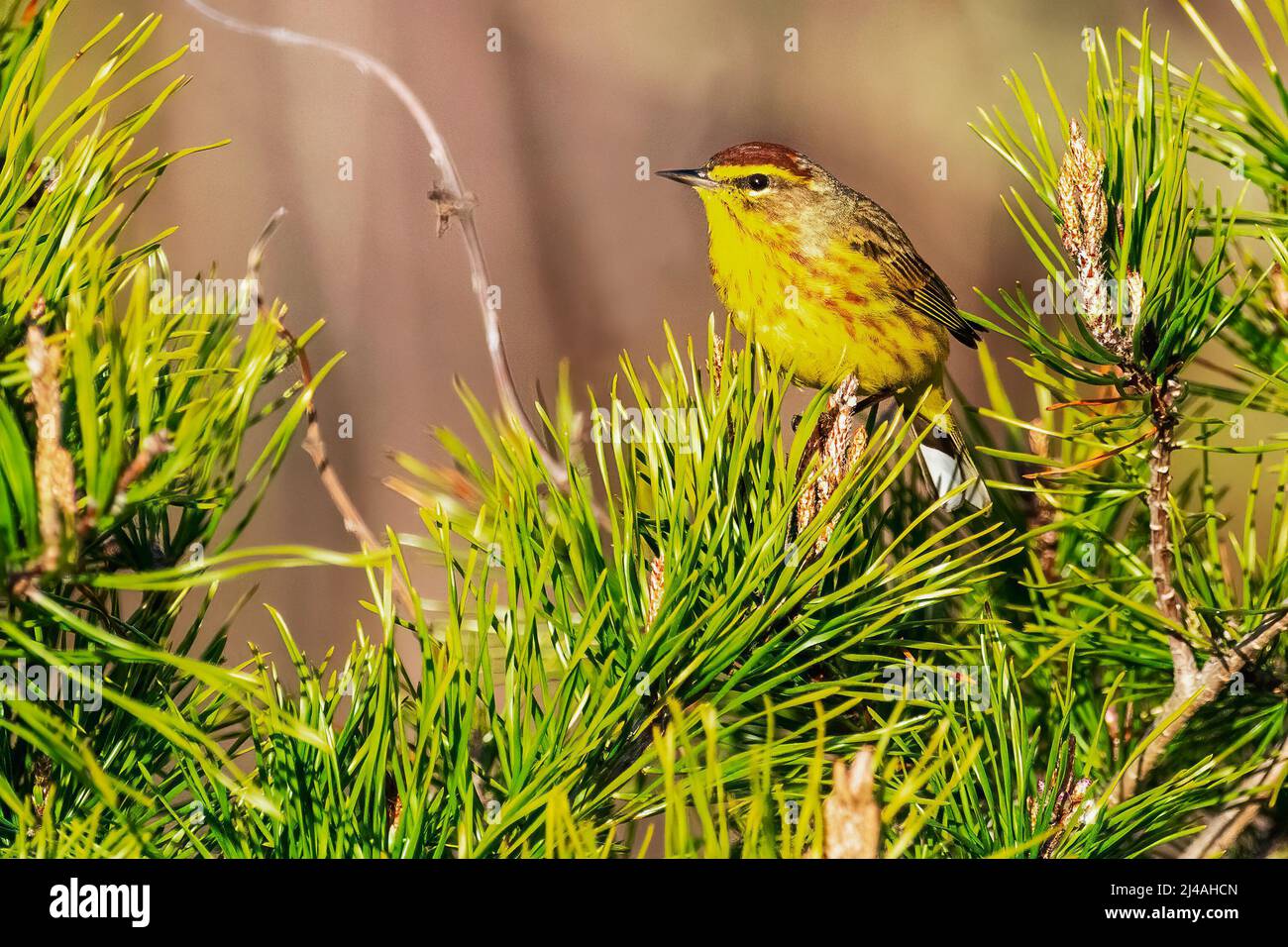 Palm warbler during spring migration Stock Photo - Alamy