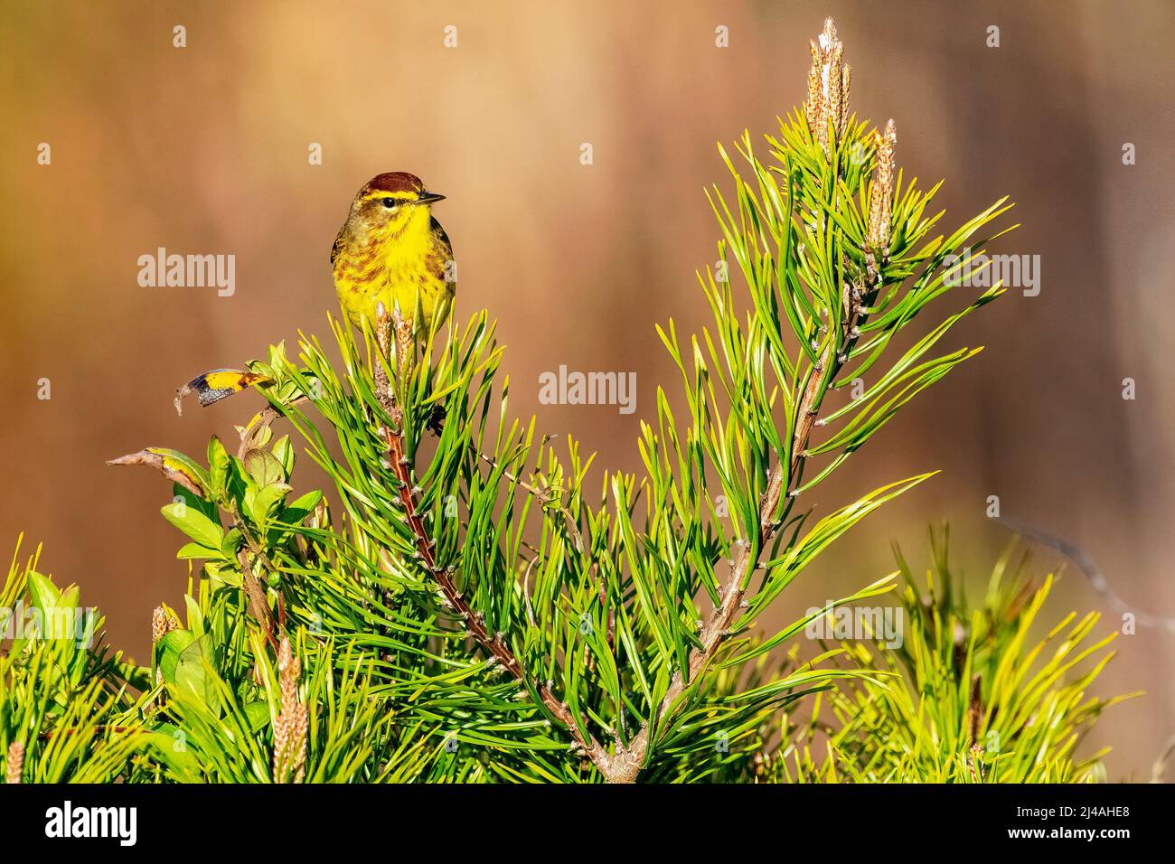 Palm warbler during spring migration Stock Photo - Alamy