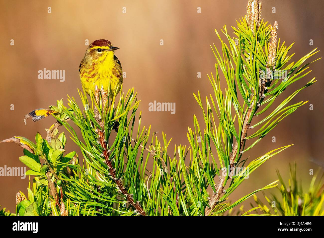 Palm warbler during spring migration Stock Photo - Alamy