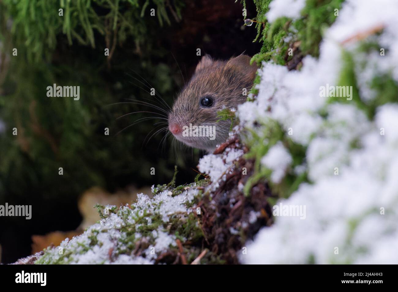 Curious mouse hi-res stock photography and images - Alamy