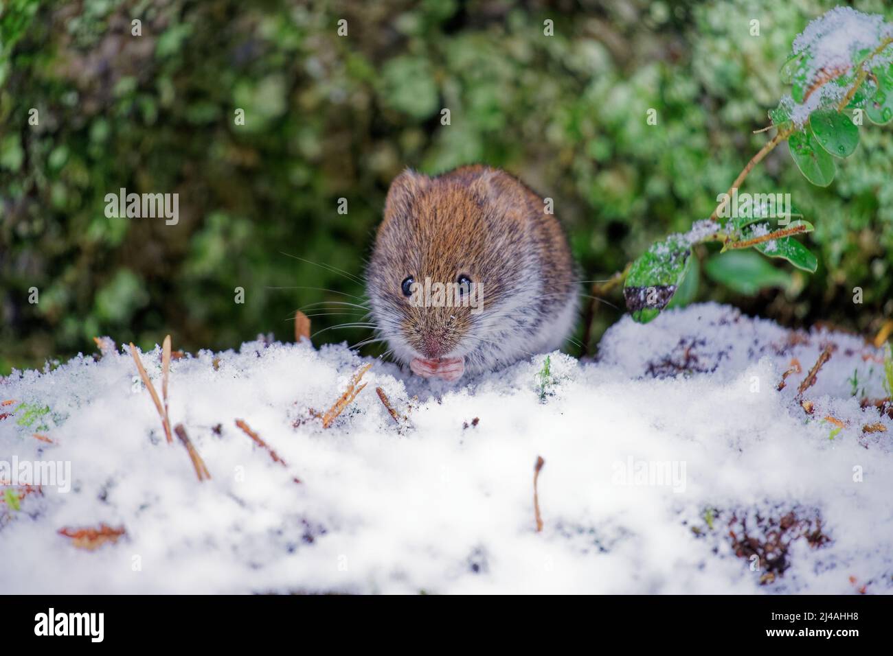 Mouse in snow hi-res stock photography and images - Alamy