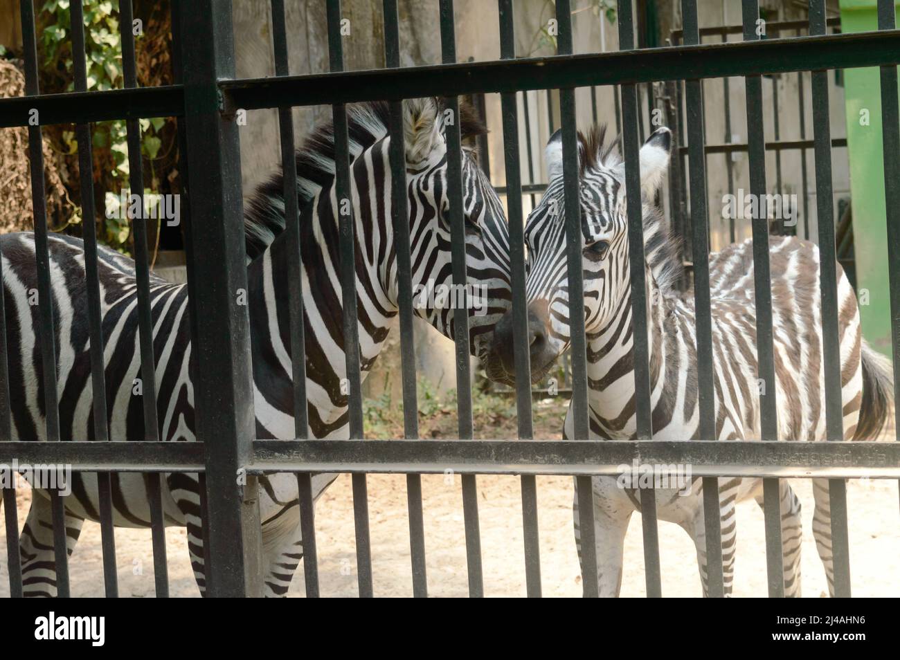 Animals in captivity. White stripes zebra inside the cage in Alipur ...