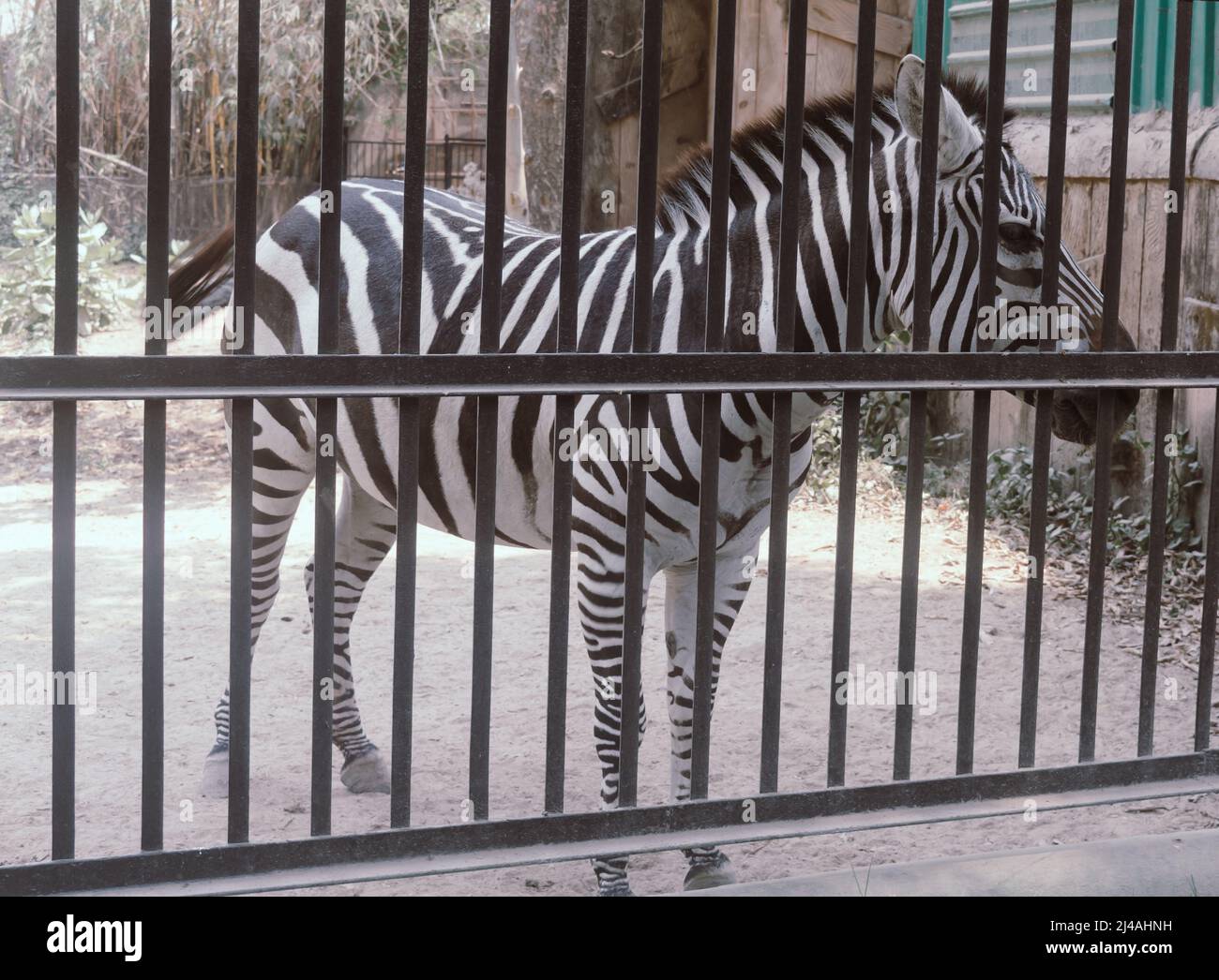 Animals in captivity. White stripes zebra waiting for visitors inside ...