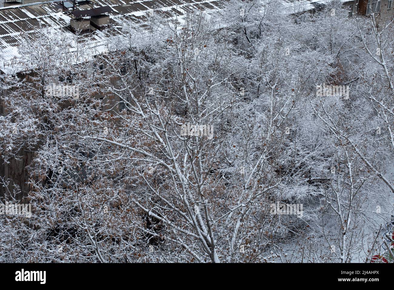 snow covered trees in and around the city Stock Photo - Alamy