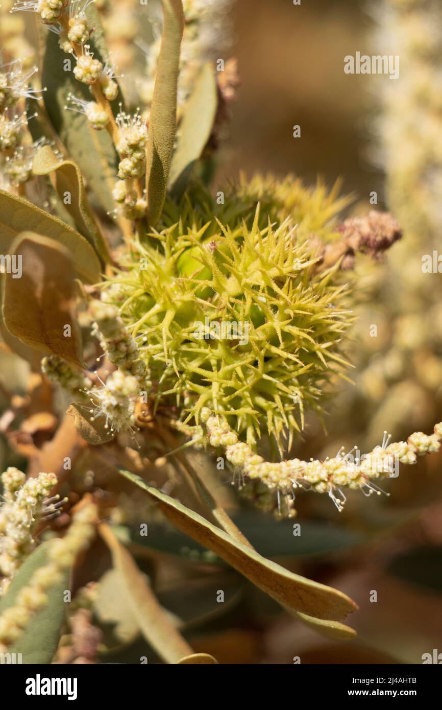 Catkins evergreen shrub hi-res stock photography and images - Alamy