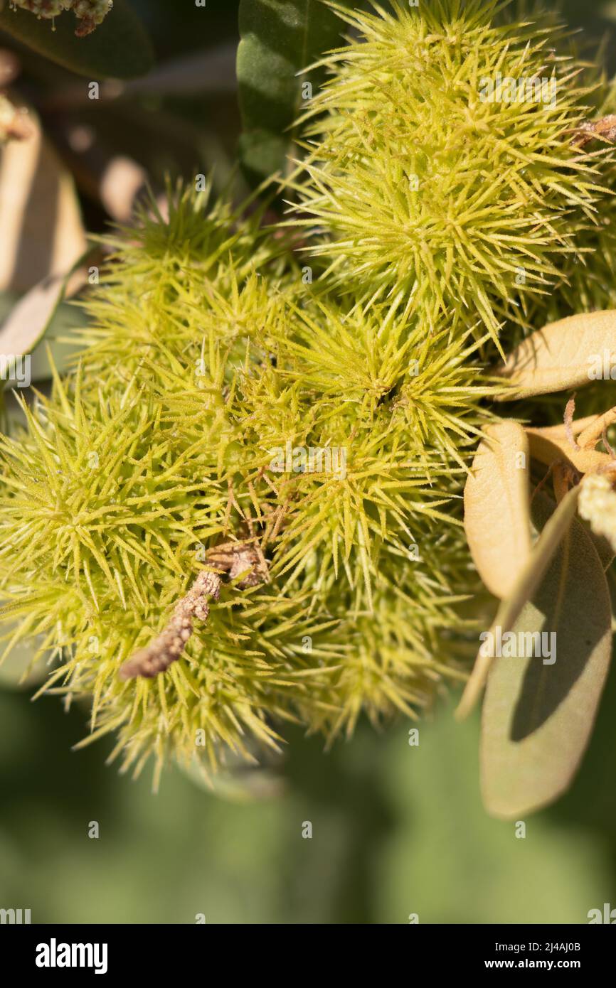 Green spiny bracts obscure pistillate racemose catkins of Chrysolepis ...