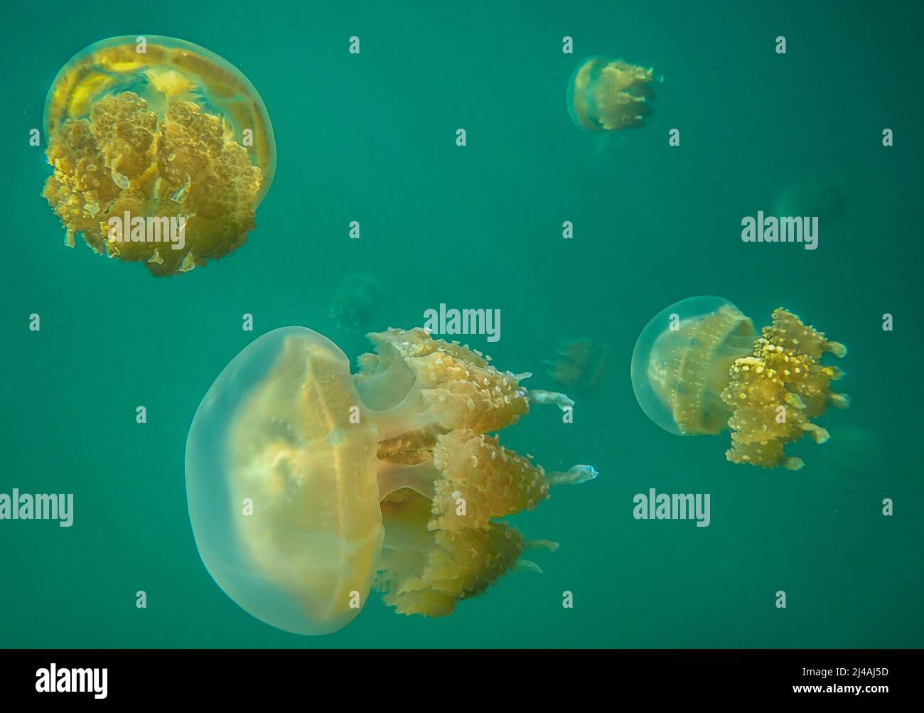 Golden jellyfish in Palau Stock Photo - Alamy