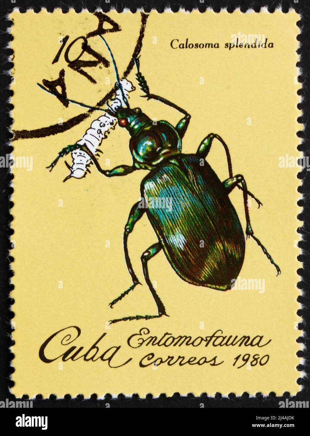 CUBA - CIRCA 1980: a stamp printed in the Cuba shows Calasoma Splendida ...