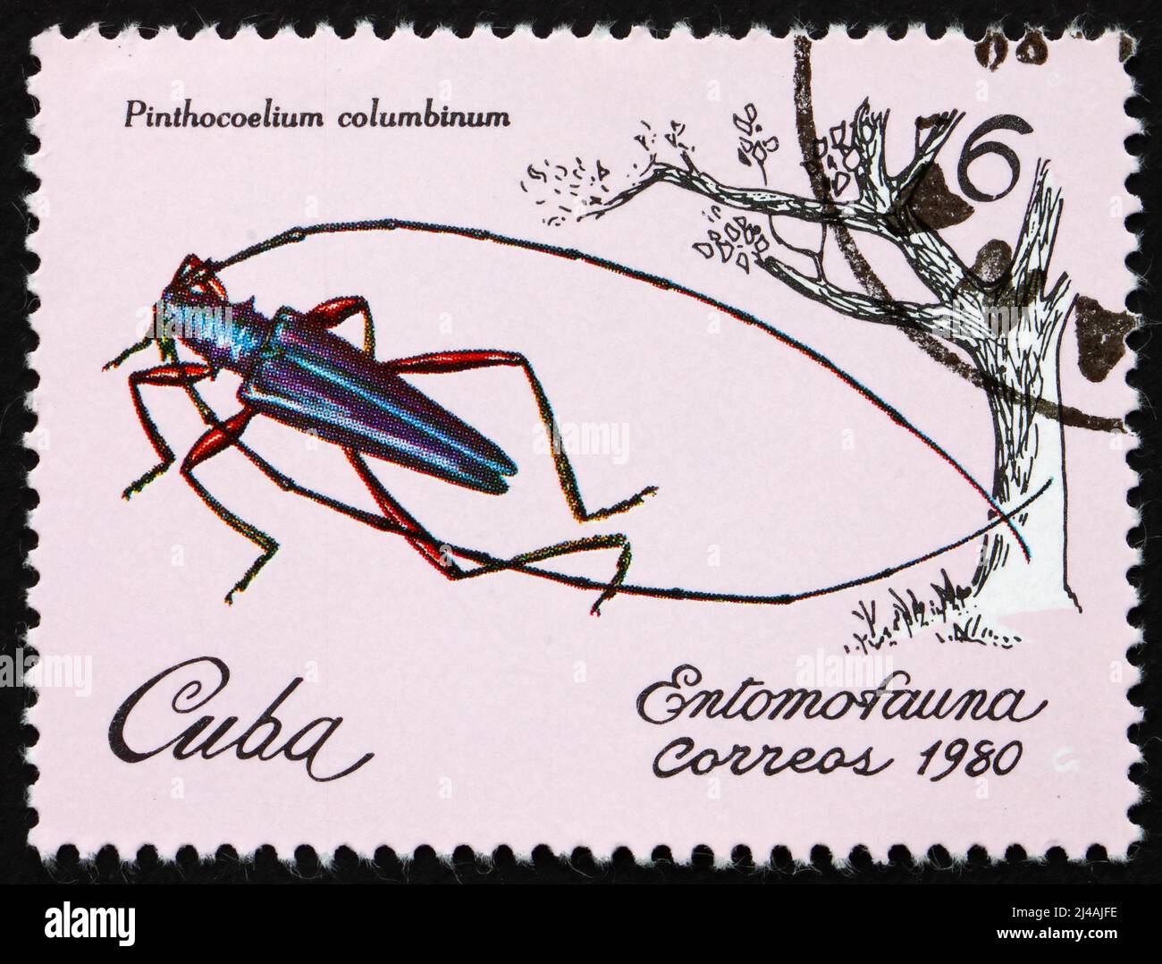 CUBA - CIRCA 1980: a stamp printed in the Cuba shows Pinthocoelium ...