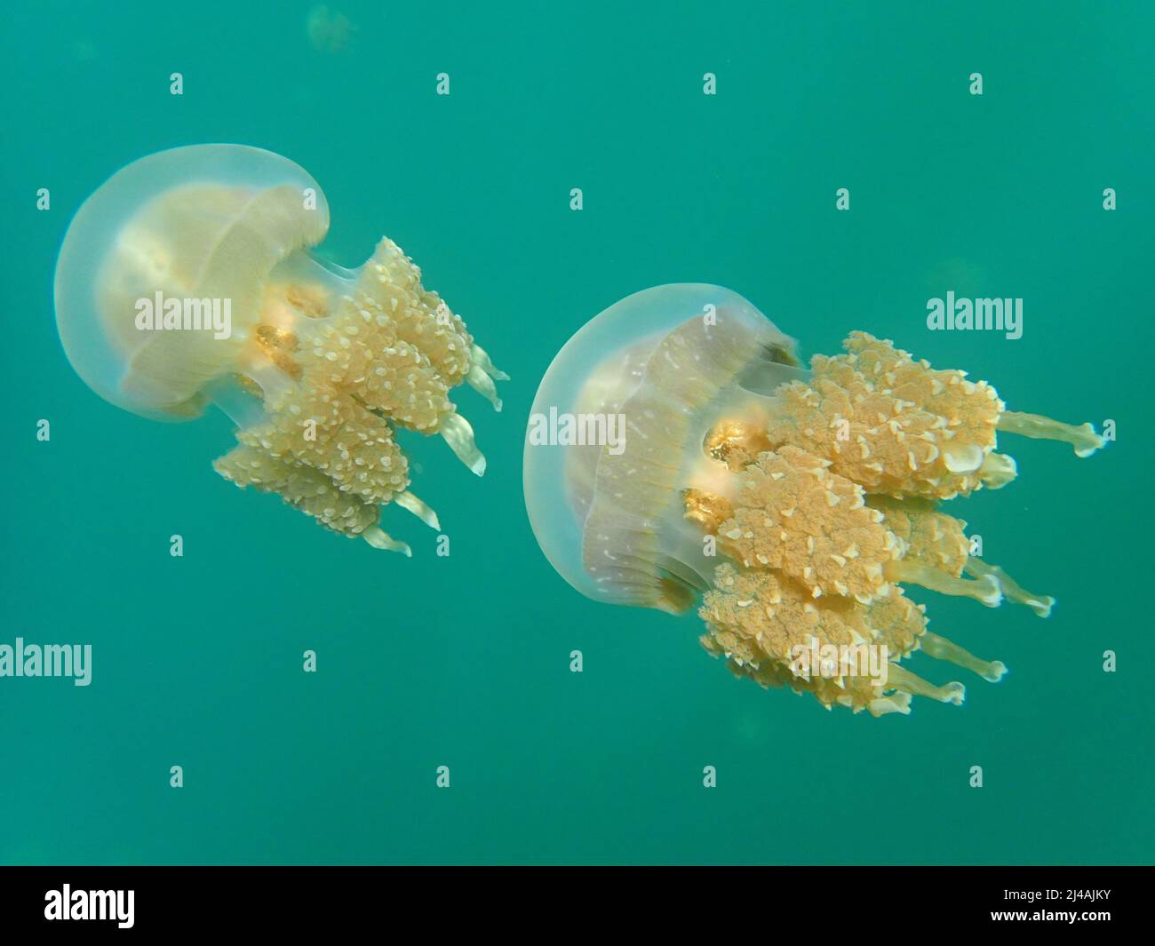 Golden jellyfish in Palau Stock Photo - Alamy