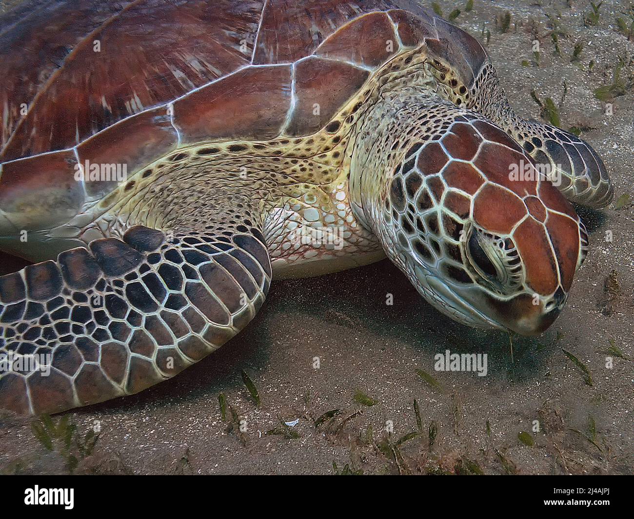 A Hawksbill Sea Turtle (Eretmochelys imbricata) in the Red Sea, Egypt ...