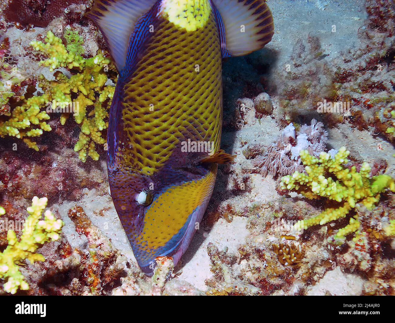 A Titan Triggerfish (Balistoides viridescens) in the Red Sea Stock ...