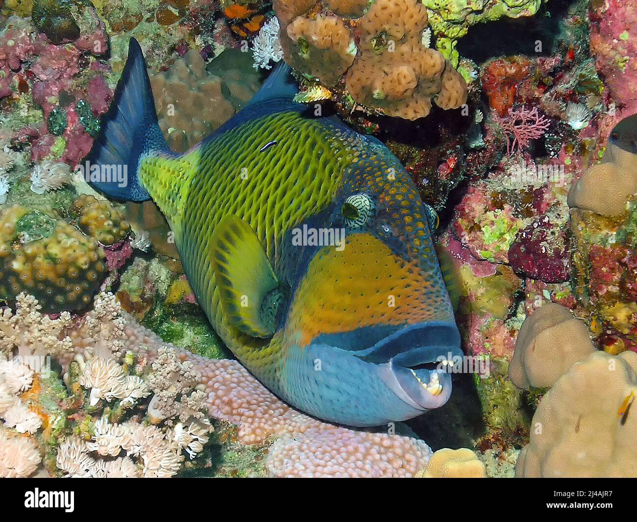 A Titan Triggerfish (Balistoides viridescens) in the Red Sea Stock Photo - Alamy