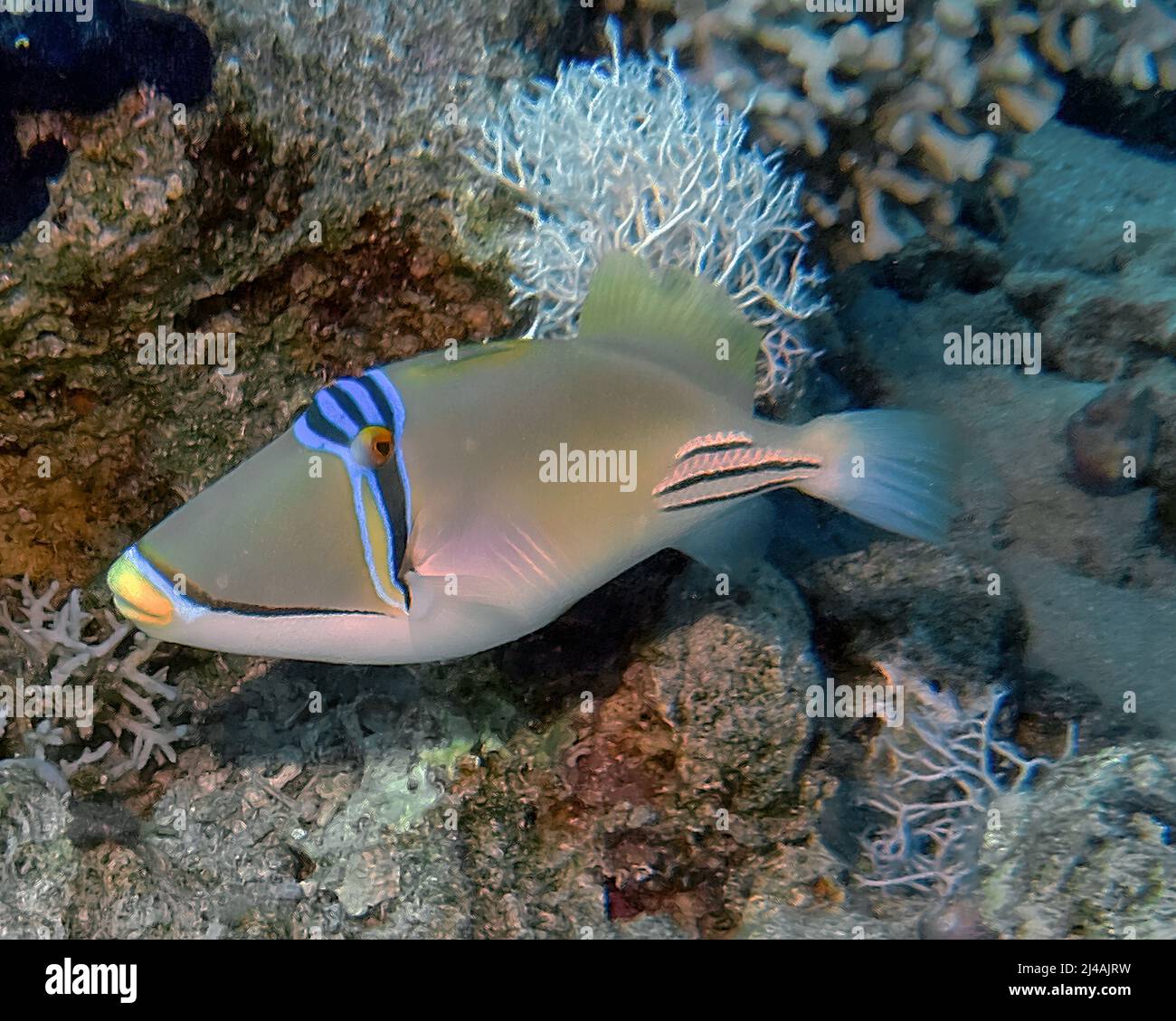 Picasso Triggerfish
