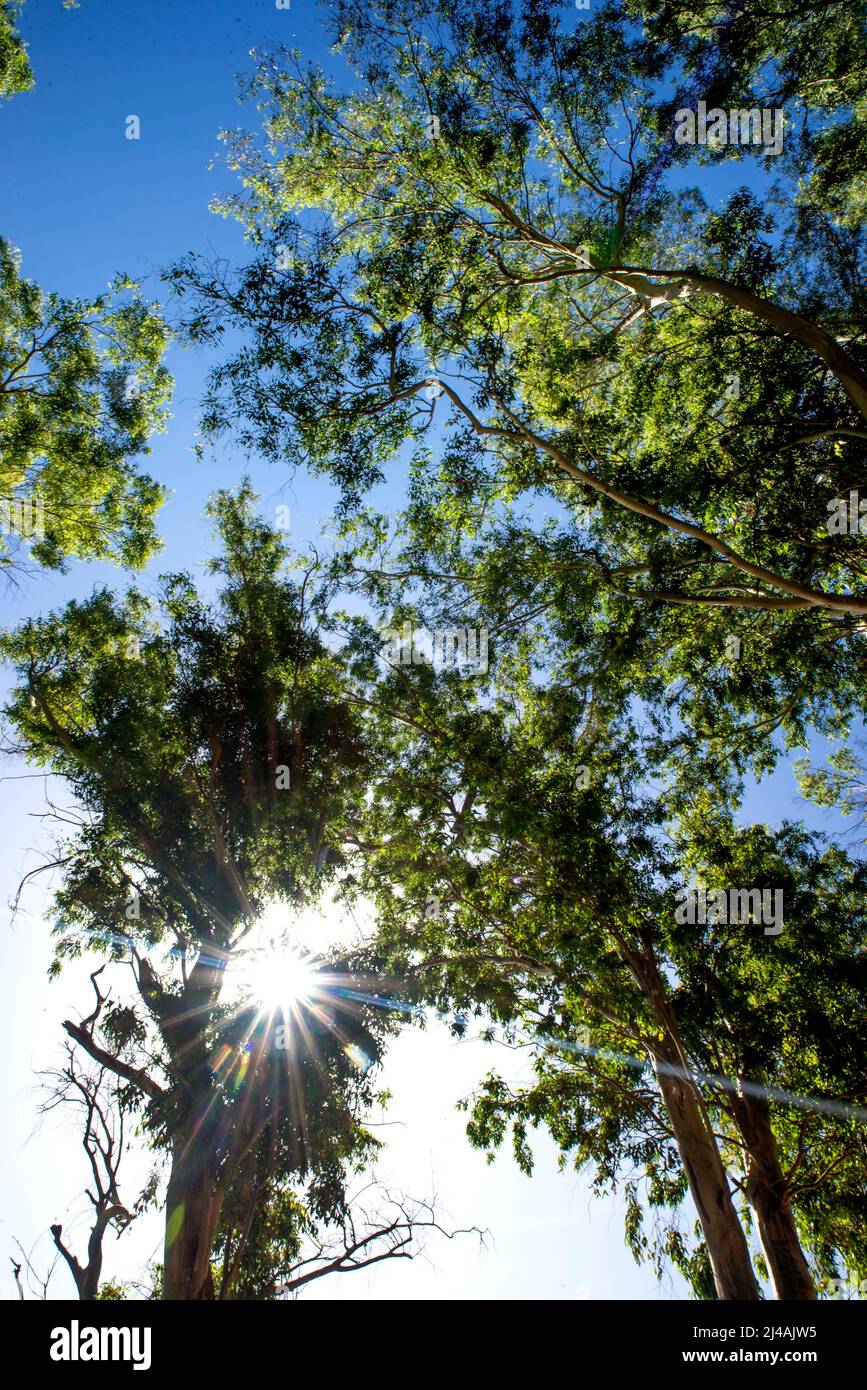 Trees in natural park hi-res stock photography and images - Alamy