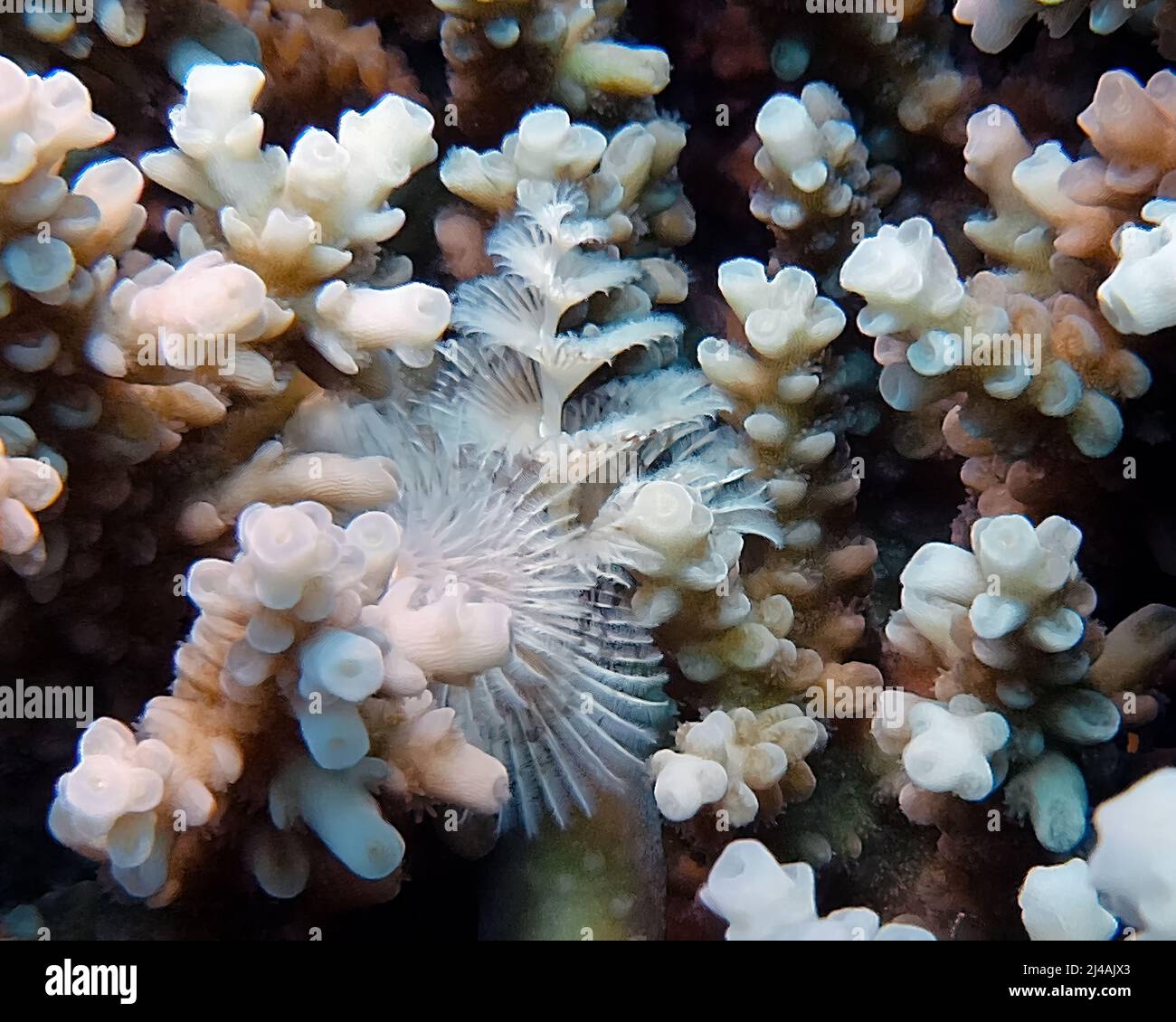 A Christmas Tree Worm (Spirobranchus giganteus) in the Red Sea Stock ...