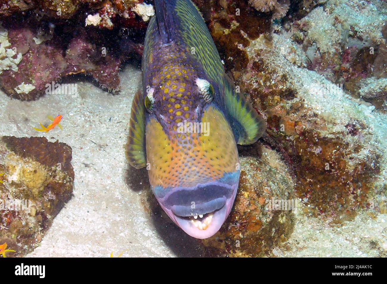 A Titan Triggerfish (Balistoides viridescens) in the Red Sea Stock ...