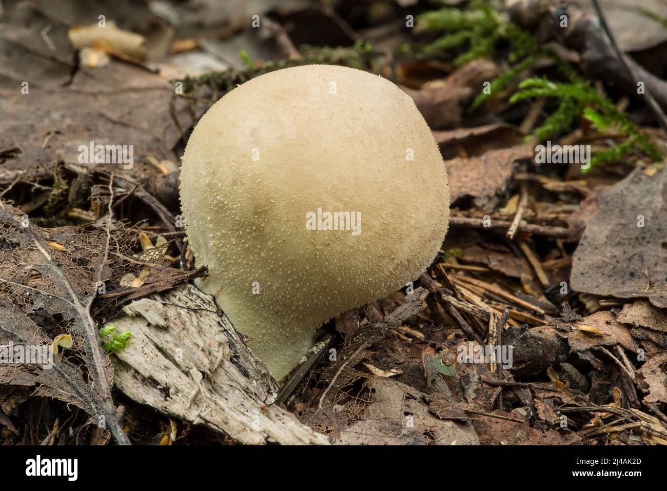 Wildlife of Europe- edible and inedible mushrooms growing in forest ...