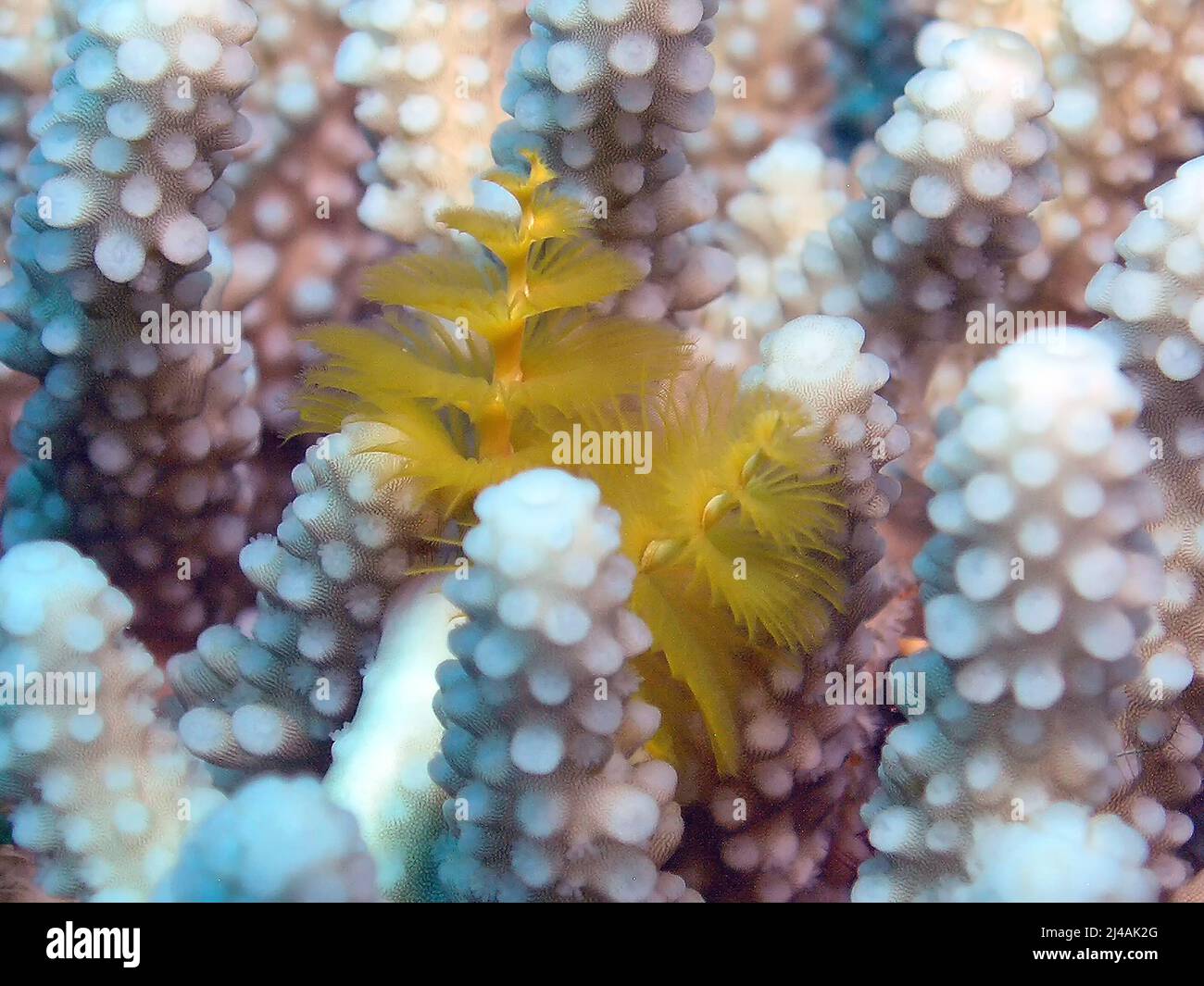 A Christmas Tree Worm (Spirobranchus giganteus) in the Red Sea Stock ...