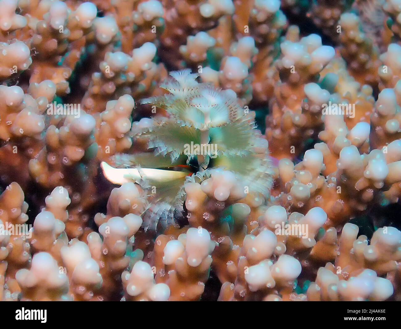 A Christmas Tree Worm (Spirobranchus giganteus) in the Red Sea Stock ...