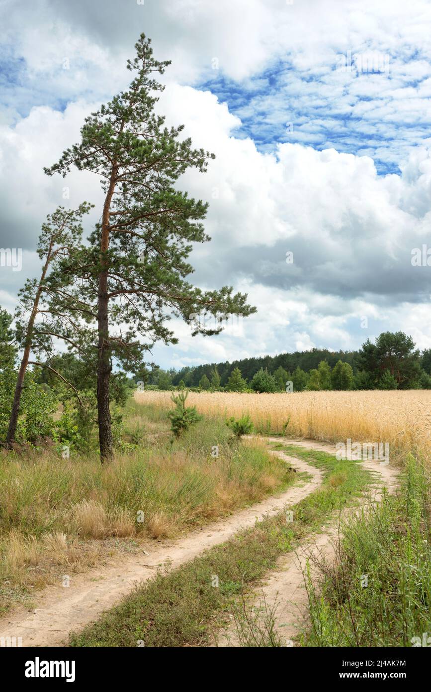 The nature of Belarus - a calm summer landscape on the banks of the ...