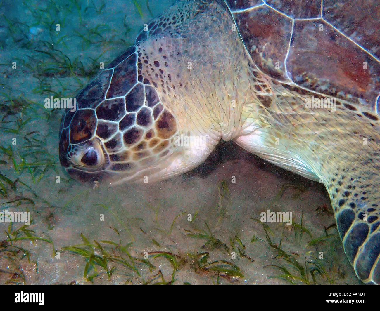 A Hawksbill Sea Turtle (Eretmochelys imbricata) in the Red Sea, Egypt ...