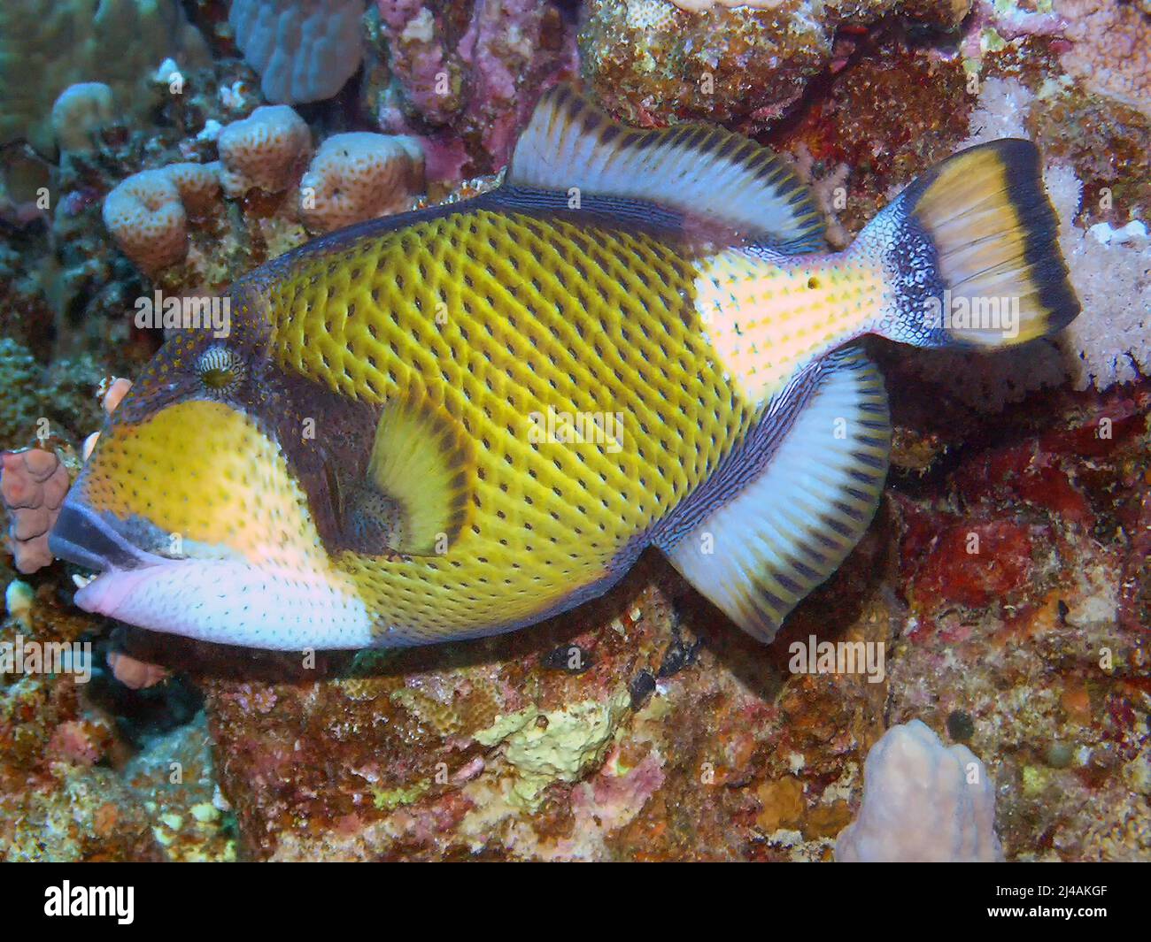 A Titan Triggerfish (Balistoides viridescens) in the Red Sea Stock ...