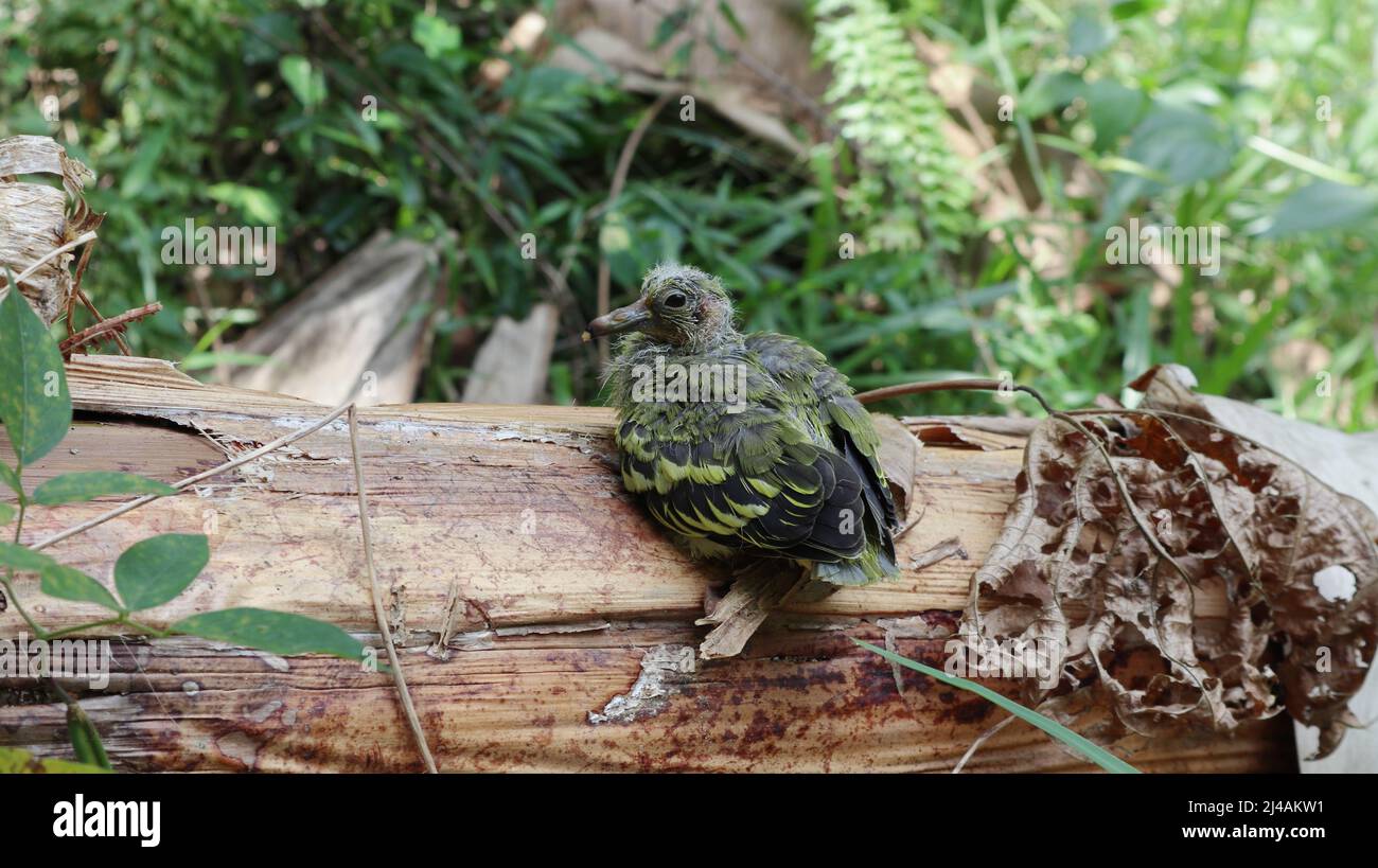 Fallen banana stem hi-res stock photography and images - Alamy