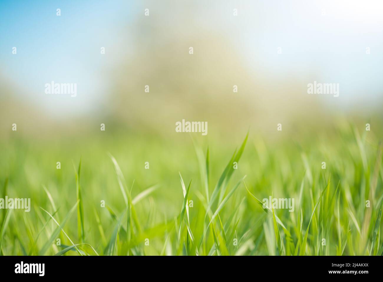 Background with a green spring landscape Stock Photo - Alamy