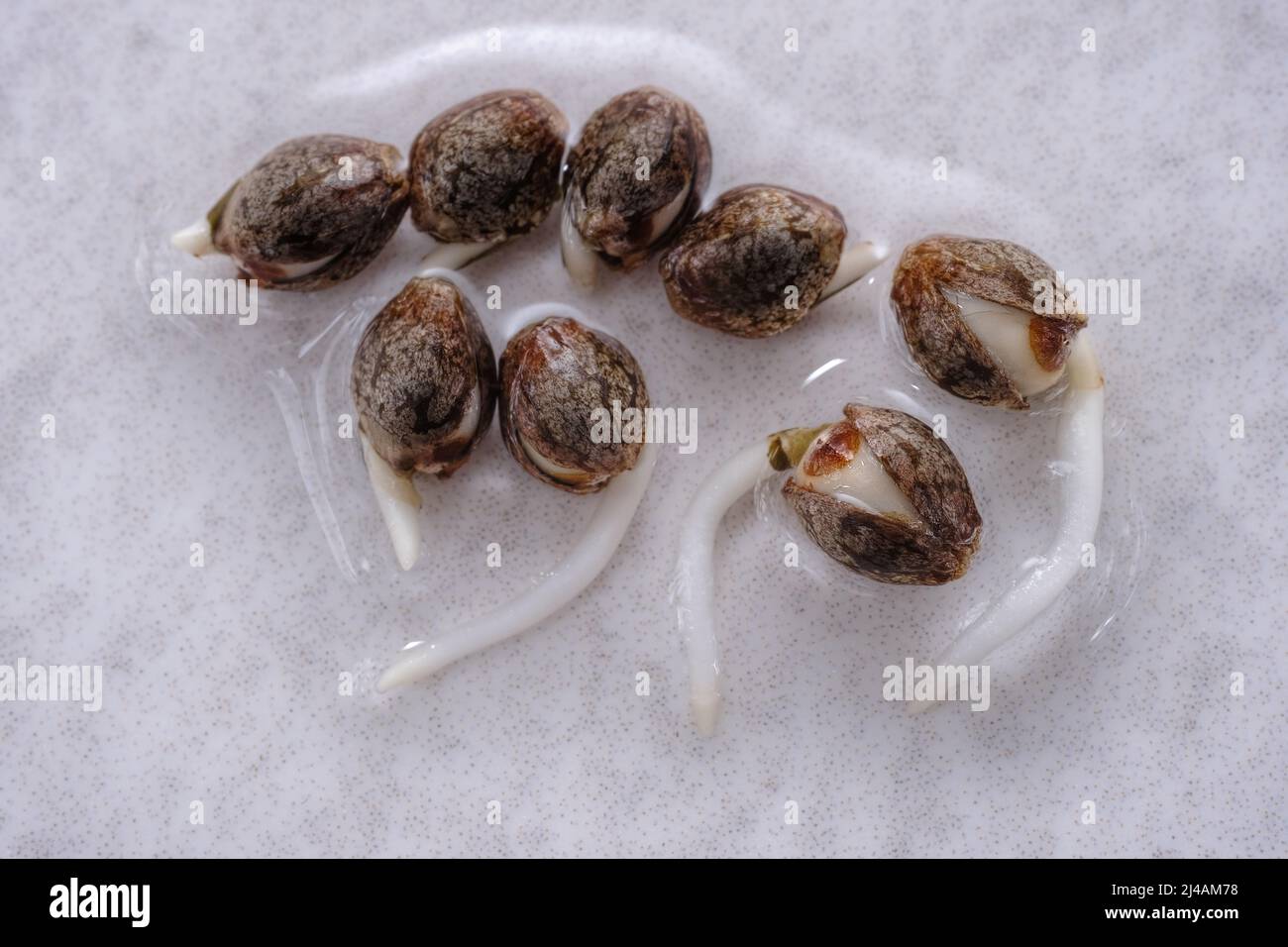 Weed seedlings hi-res stock photography and images - Alamy