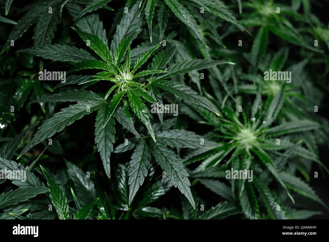 Cannabis CBD plant on black background. Layout of fresh wet marijuana ...