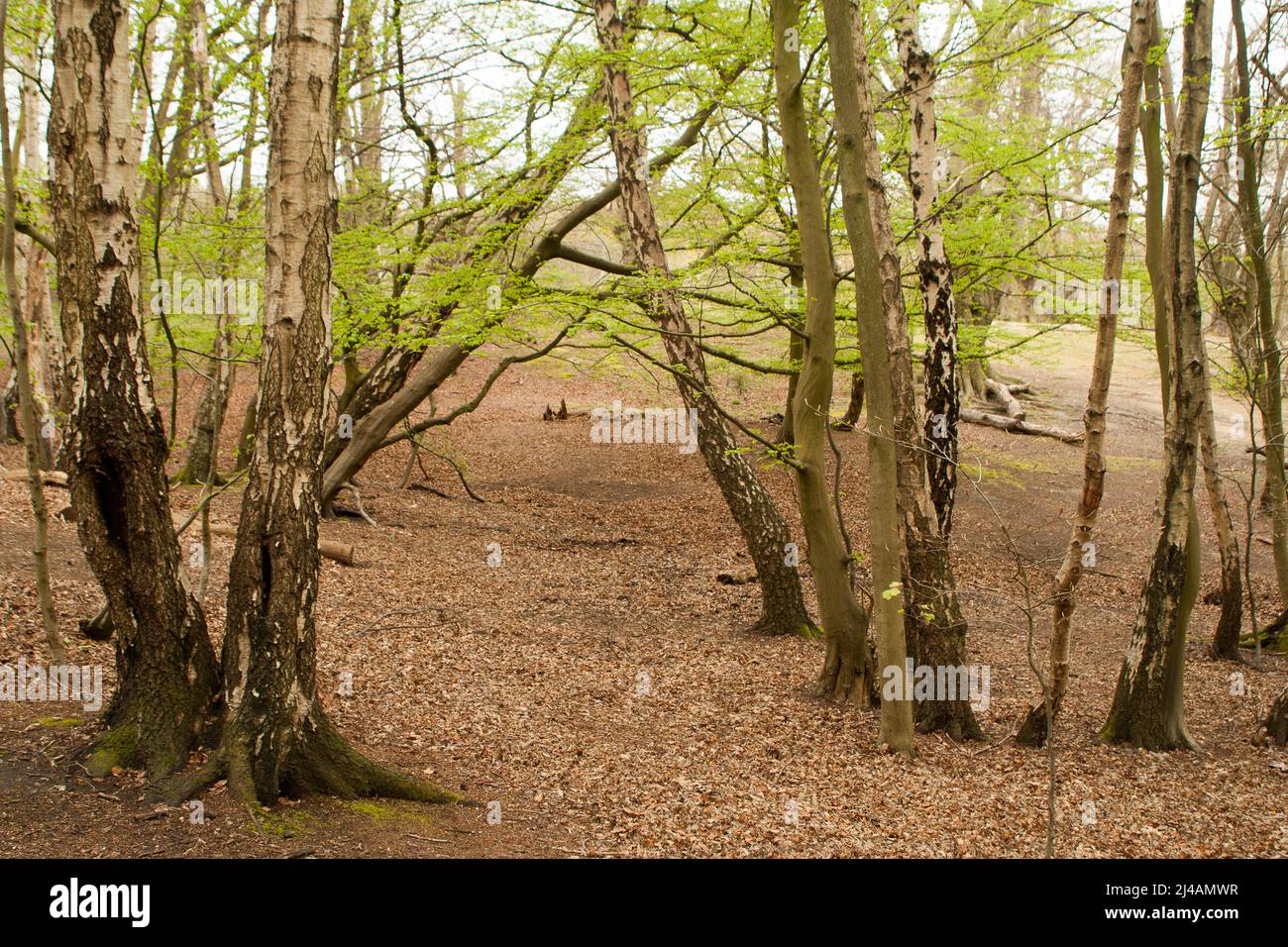High beach epping hi-res stock photography and images - Alamy