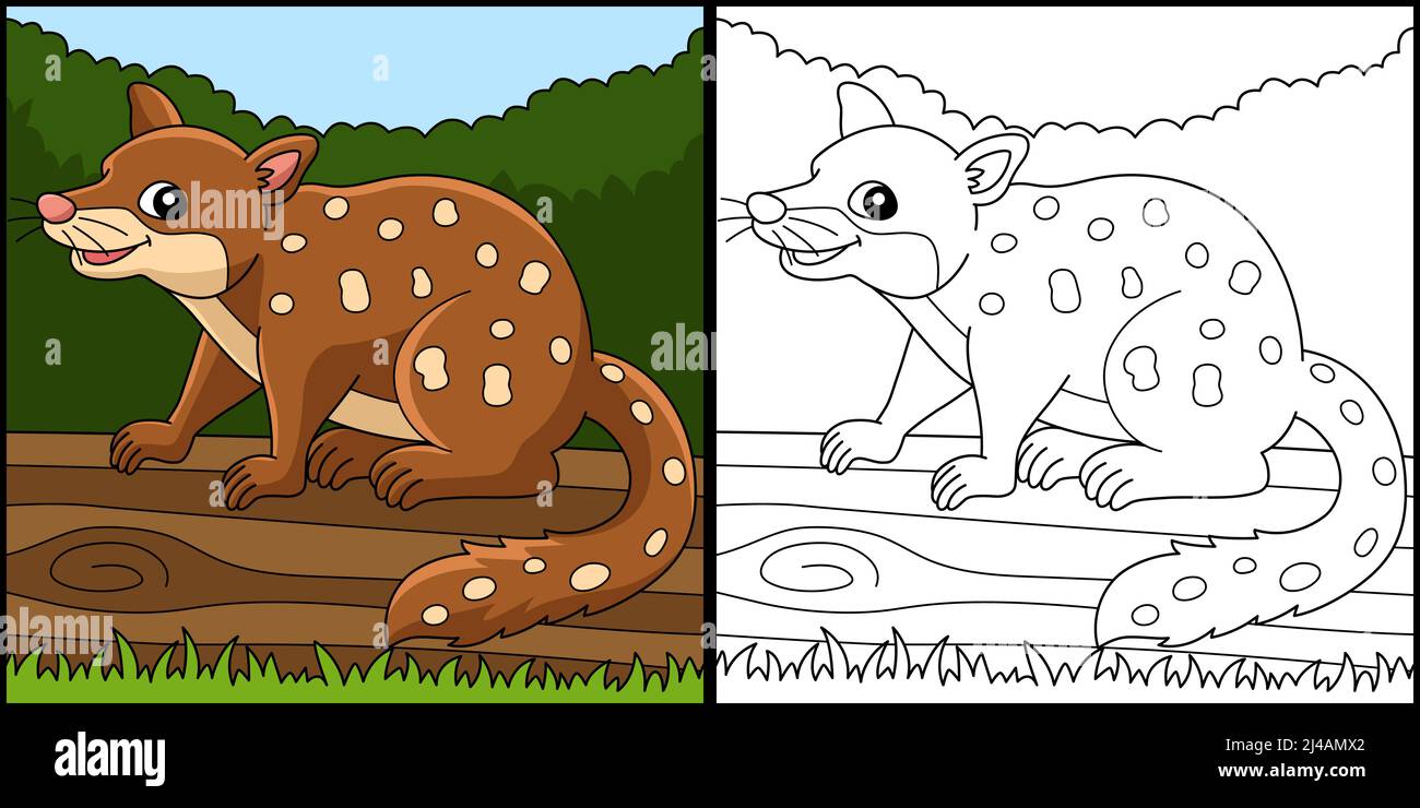 Tiger Quoll Animal Coloring Page Illustration Stock Vector Image & Art ...