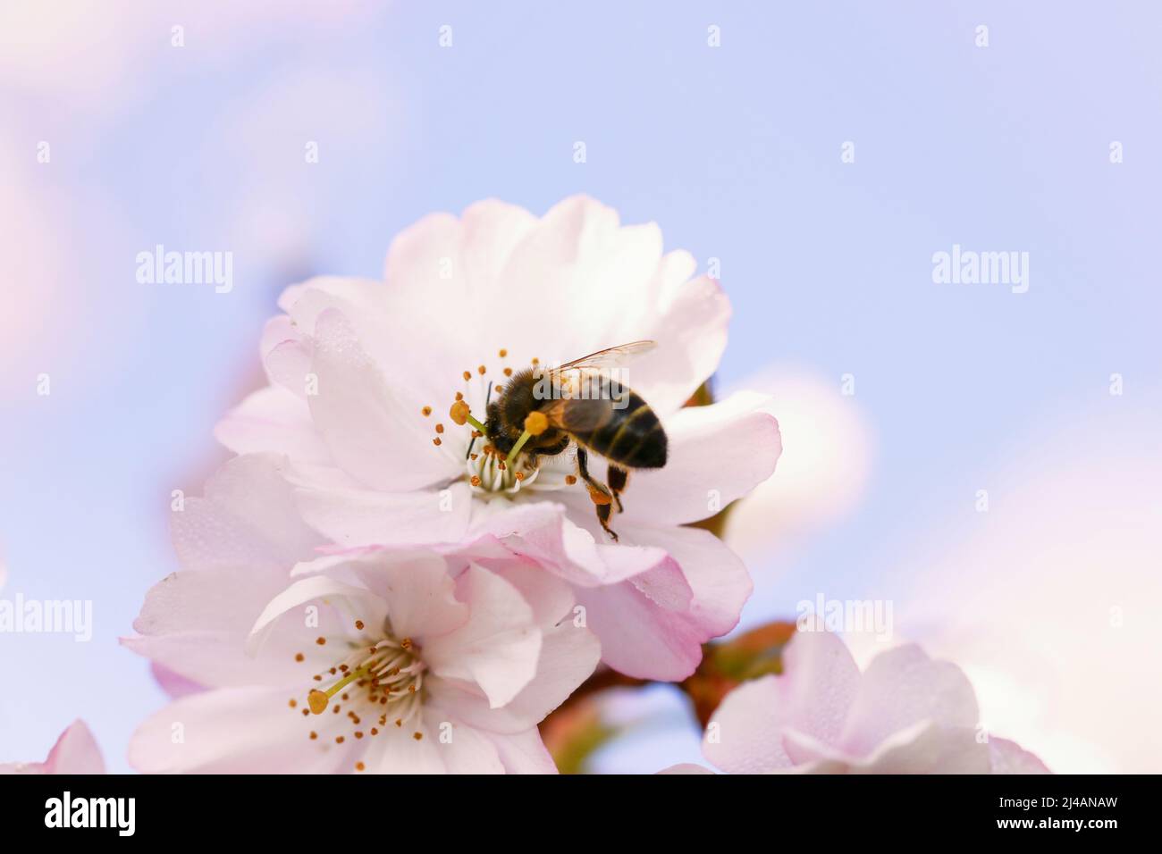 Bee collects pollen or nectar from pink Cherry blossom flower. Prunus ...
