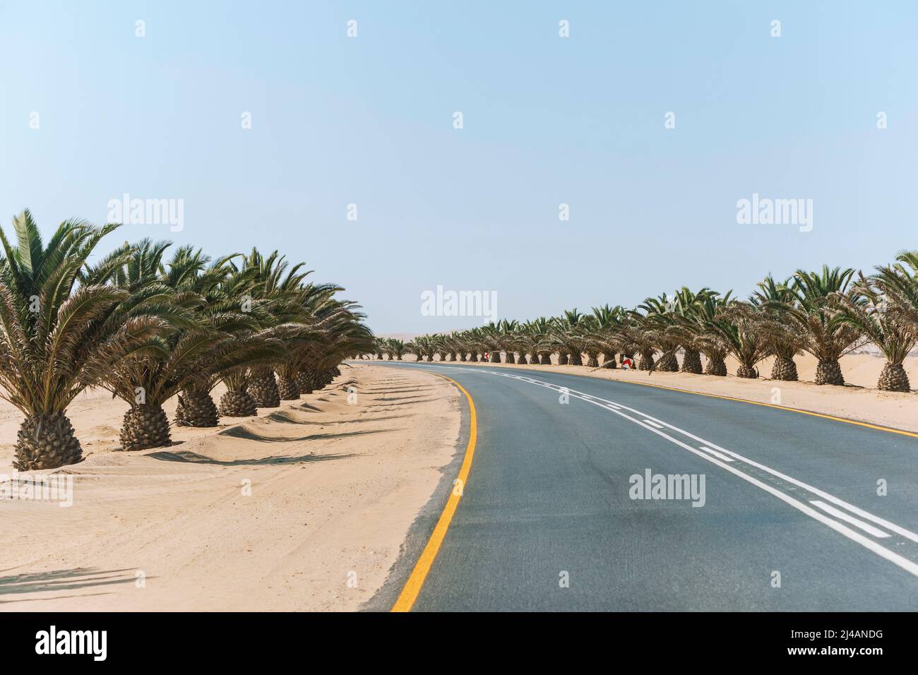 empty desert driveway with palm trees alley in Namibia Stock Photo - Alamy