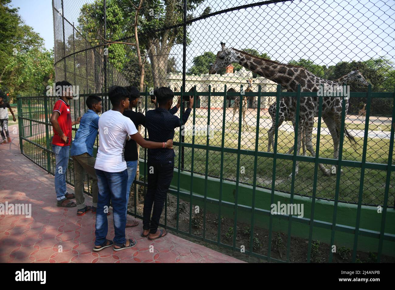Very few visitors interact with Giraffe in the Alipore zoo at a very ...