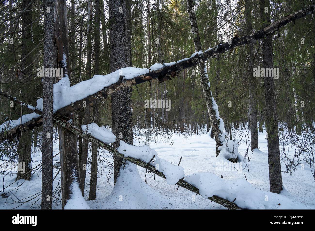 Fallen trees in a snowy taiga coniferous forest, on an overcast winter ...