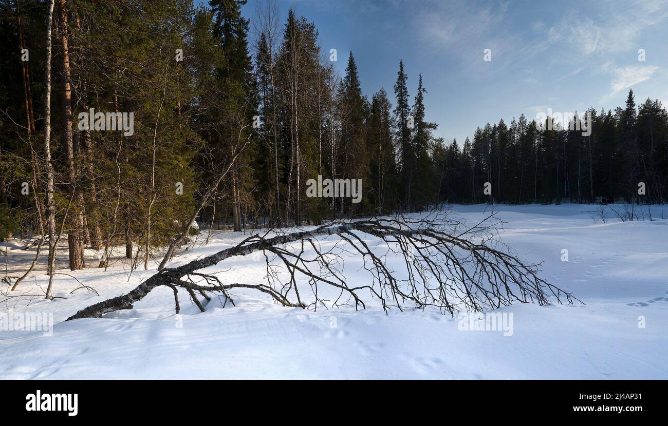 A broken tree over a frozen river with a coniferous forest on its banks ...