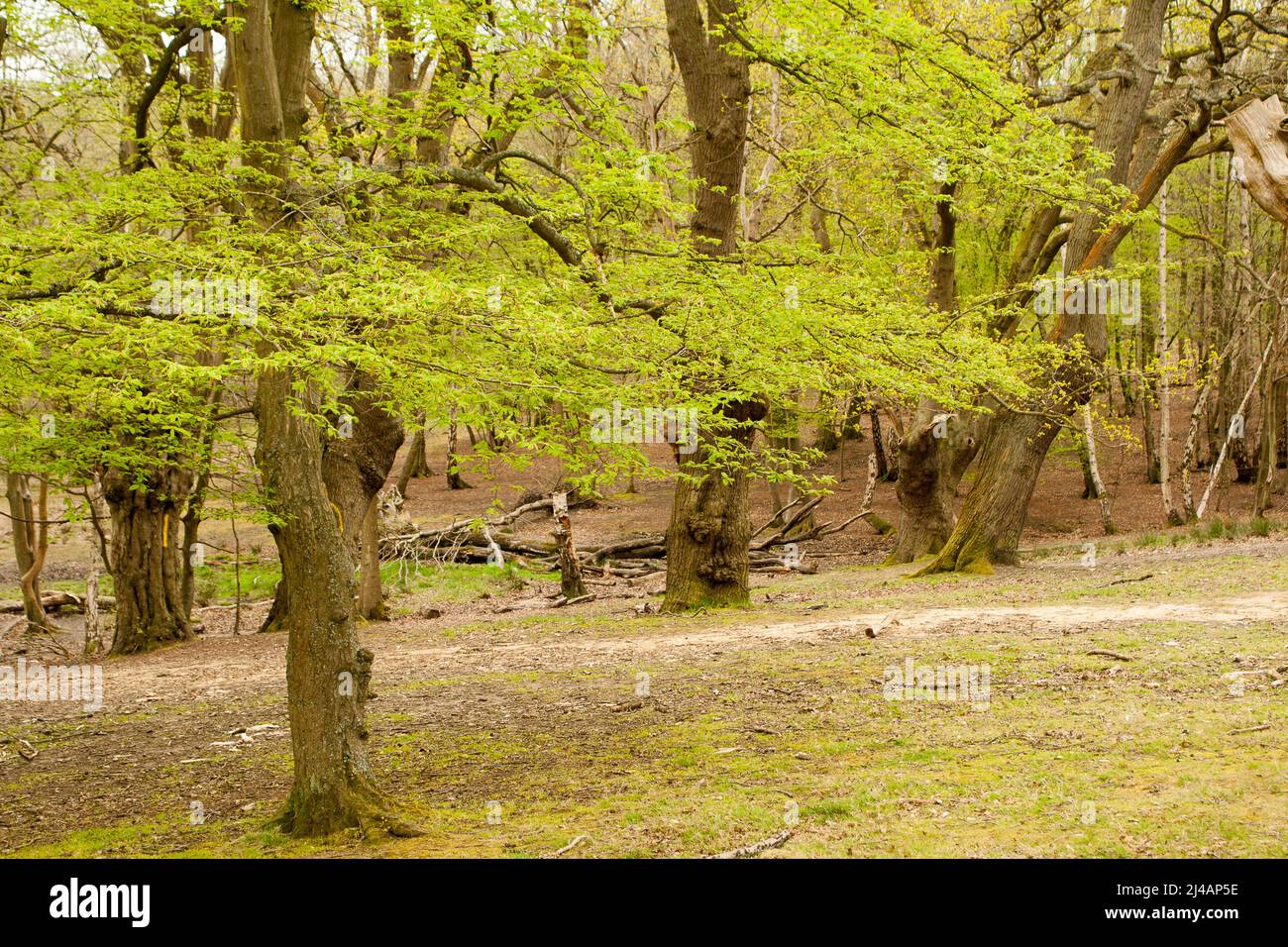 High Beach, Epping Forest Essex, England UK Europe Stock Photo - Alamy