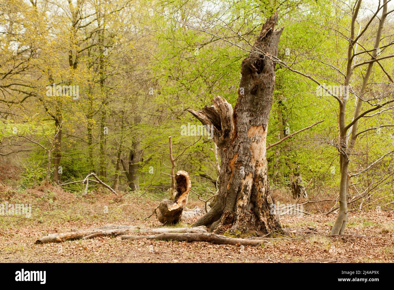 High beach epping hi-res stock photography and images - Alamy