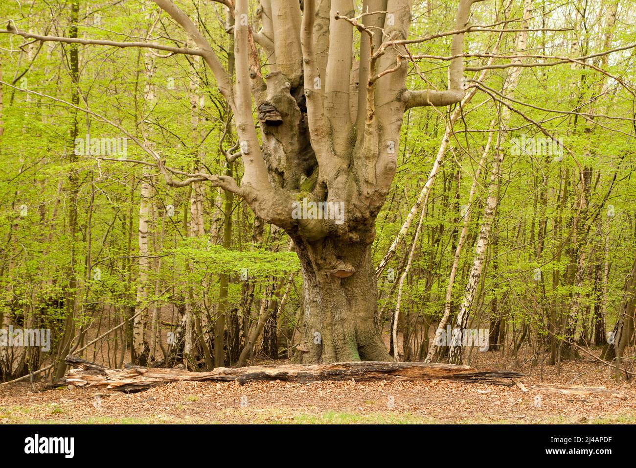 High Beach, Epping Forest Essex, England UK Europe Stock Photo - Alamy
