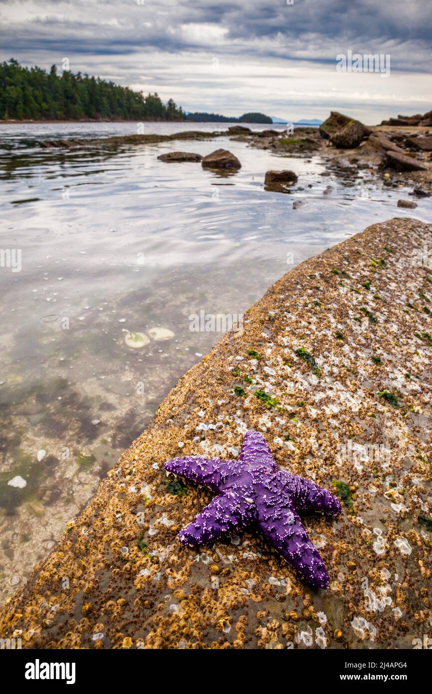 Sea stars or starfish on a rock exposed by the low tide in Oregon, USA ...